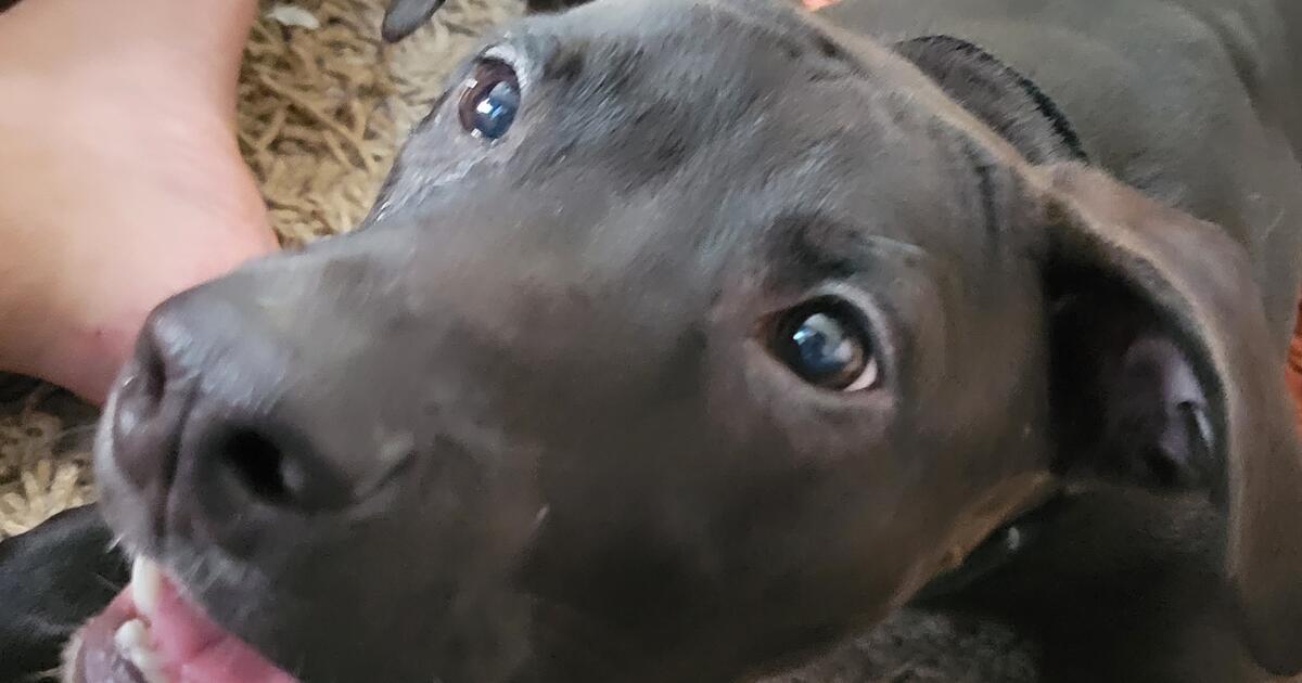 Labradane to a Loving Home for Free in Jacksonville, FL | For Sale ...