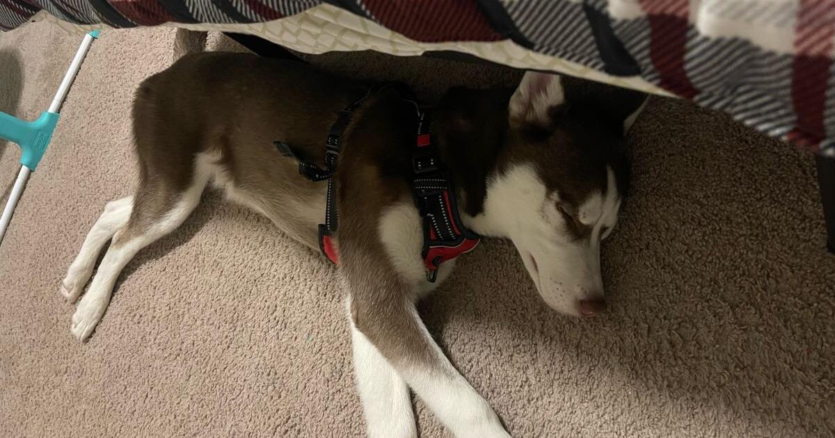 Giving away my siberian husky for Free in Fredericksburg, VA | For Sale ...