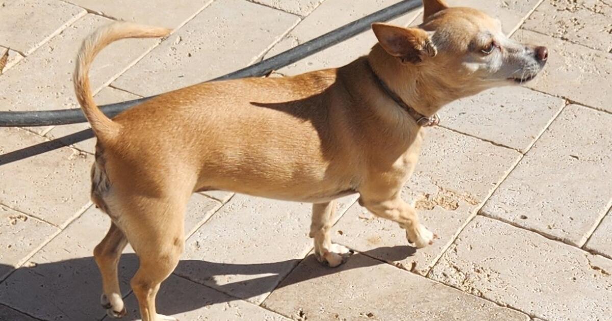 This Queen Chihuahua Mix Needs A New Home! for Free in Goodyear, AZ ...
