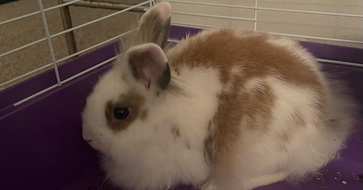Rehoming a rabbit for Free in Rochester, NY | For Sale & Free — Nextdoor