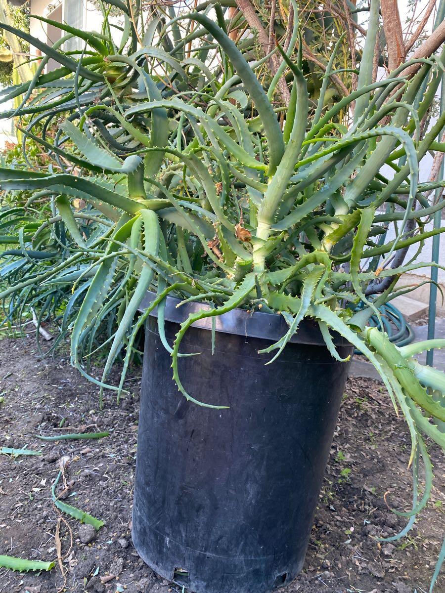 Free Aloe/Agave/Jade plants for Free in South Pasadena, CA | For Sale ...
