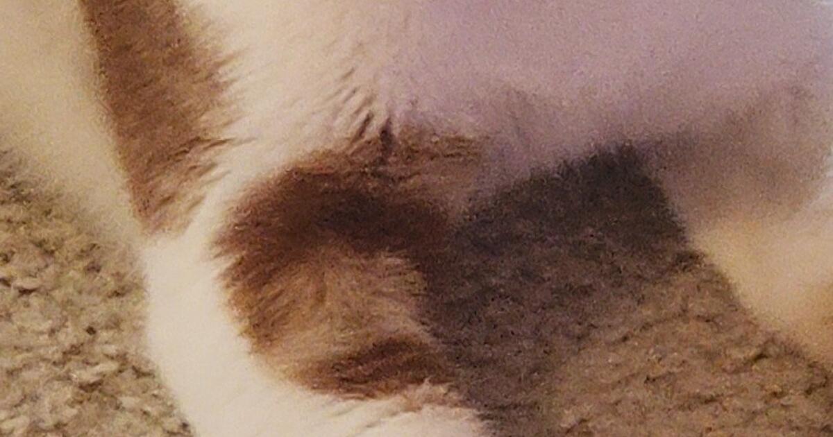 2x CATS together For good PEOPLE NO DOGS for Free in Rancho Cucamonga ...