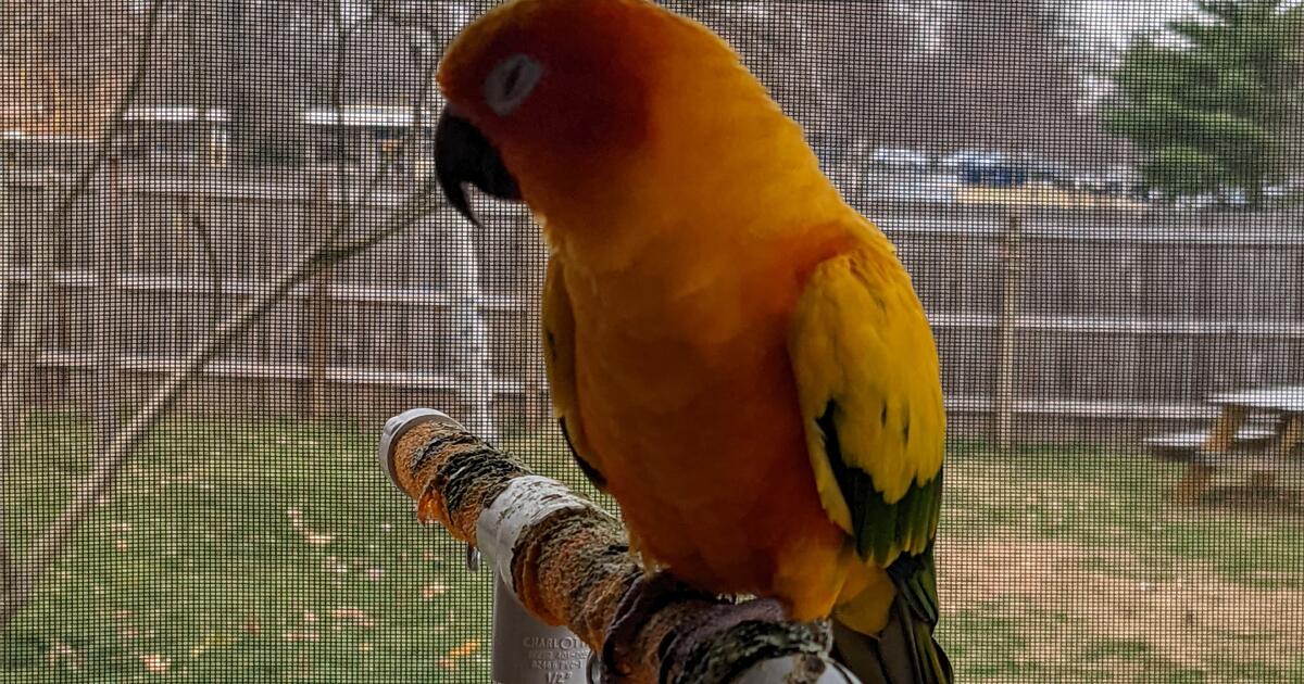 Sun Conure Birds(Sunny and Kali) in Springfield, MO | For Sale & Free ...